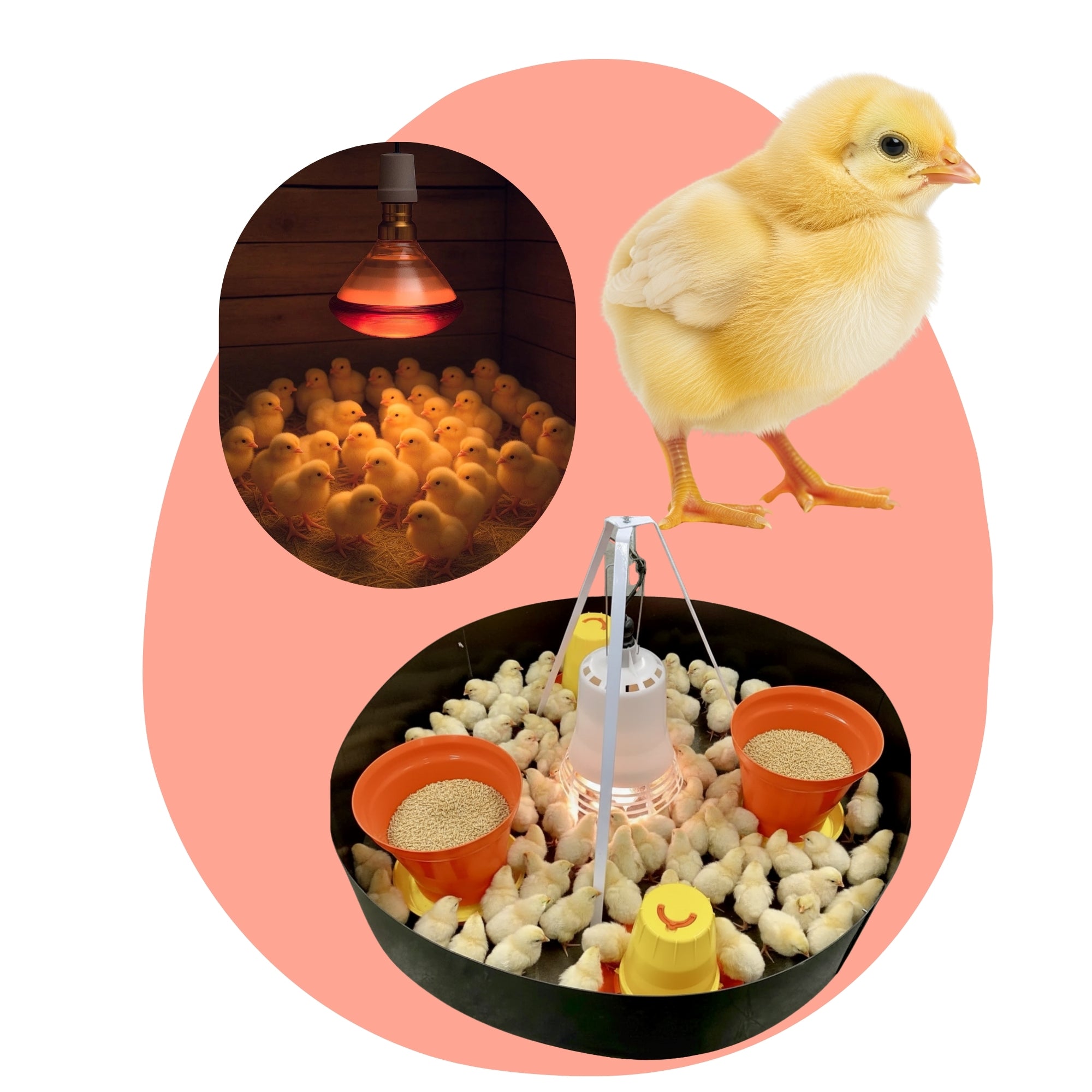 SureGrow™ - Poultry Brooders & Heaters – Surehatch Incubators & Poultry ...