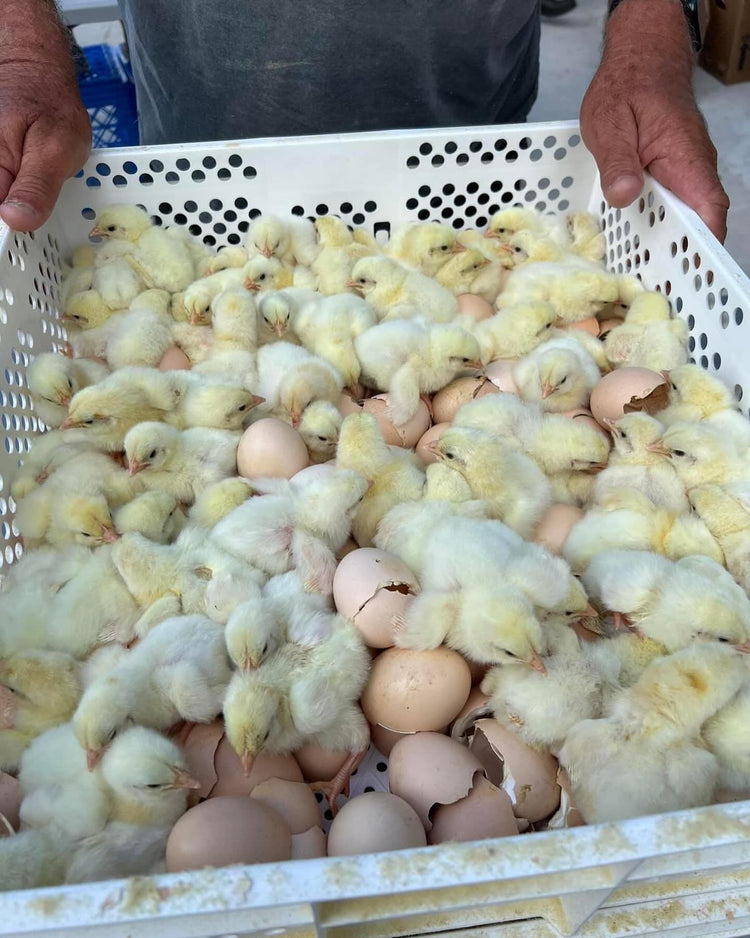 America's Premium Egg Incubators and Hatchers by Surehatch – Surehatch ...