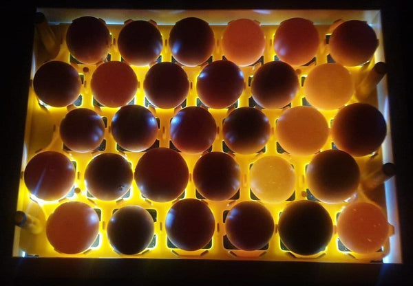 Egg Fertility Tester (Egg Candler) for 30 Chicken Eggs - SureView ...